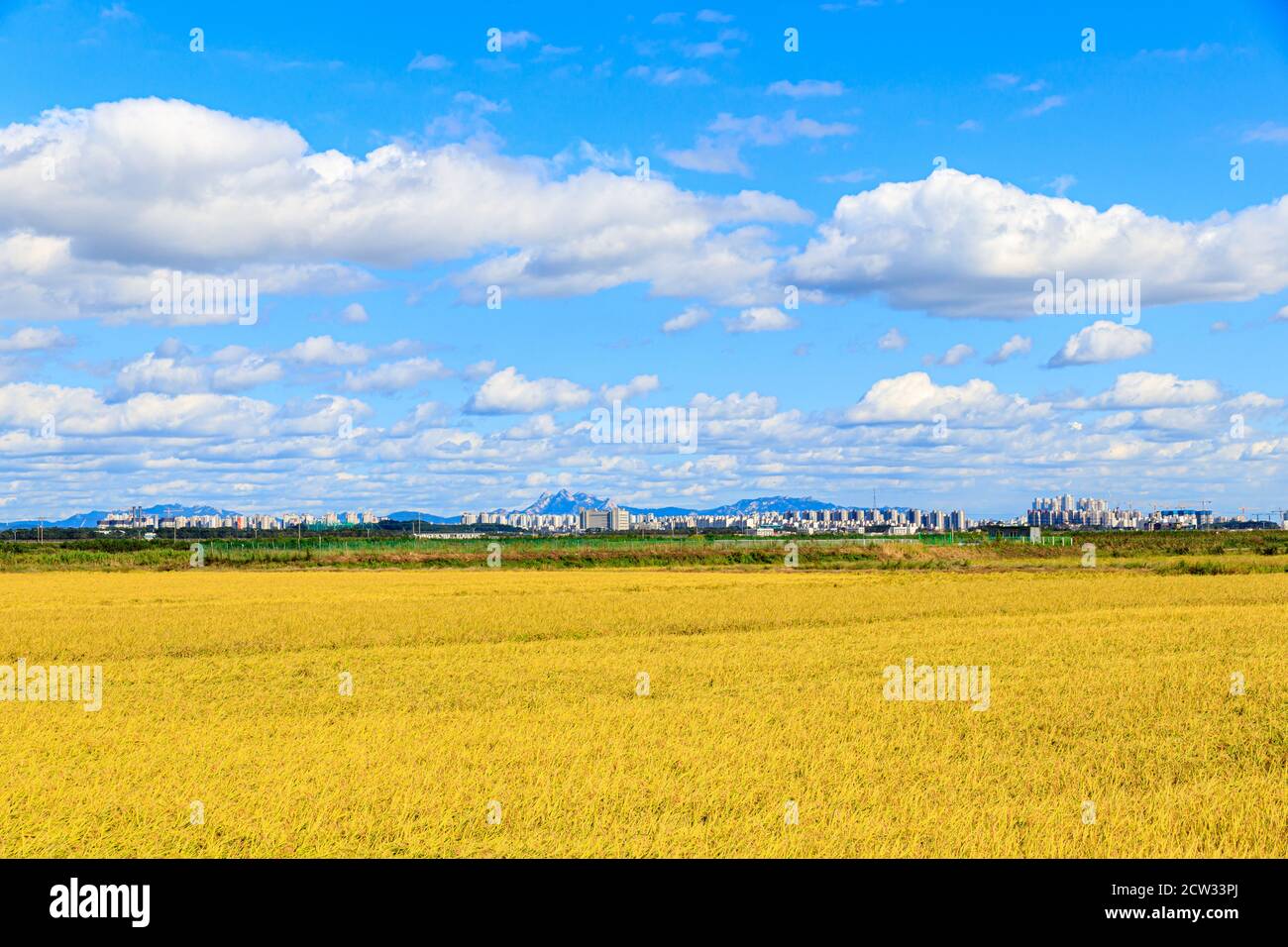 Korean traditional rice farming. Rice farming landscape in autumn. Rice ...