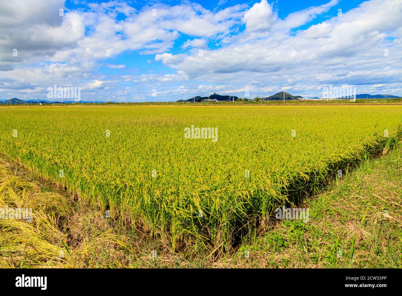 Korean traditional rice farming. Rice farming landscape in autumn. Rice ...