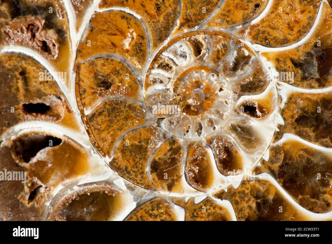 Ammonite is a prehistoric shell animal whoose spiral shell was ...