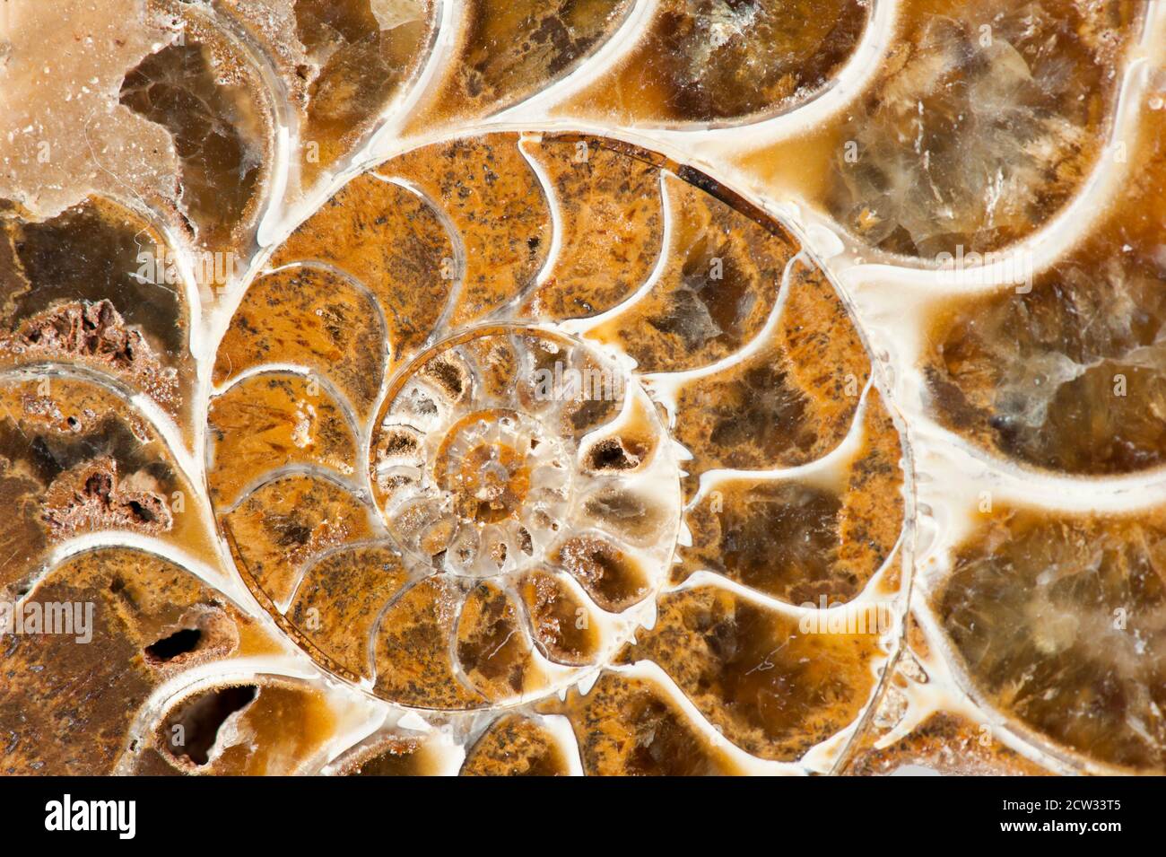 Ammonite is a prehistoric shell animal whoose spiral shell was ...