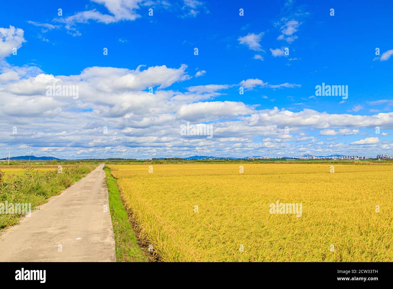 Korean traditional rice farming. Rice farming landscape in autumn. Rice ...