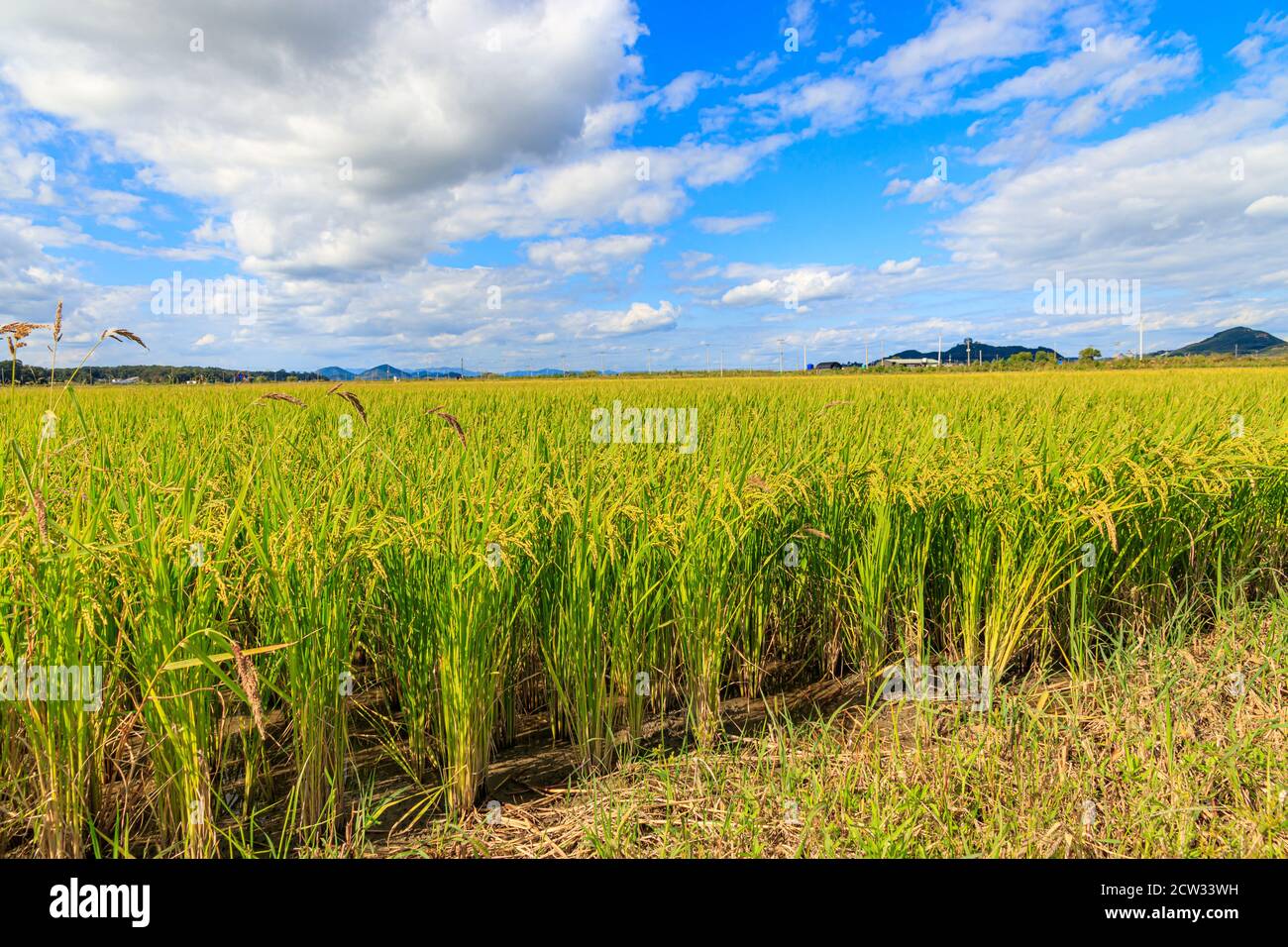 Korean traditional rice farming. Rice farming landscape in autumn. Rice ...