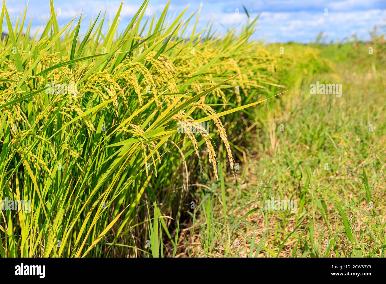 Korean traditional rice farming. Rice farming landscape in autumn. Rice ...