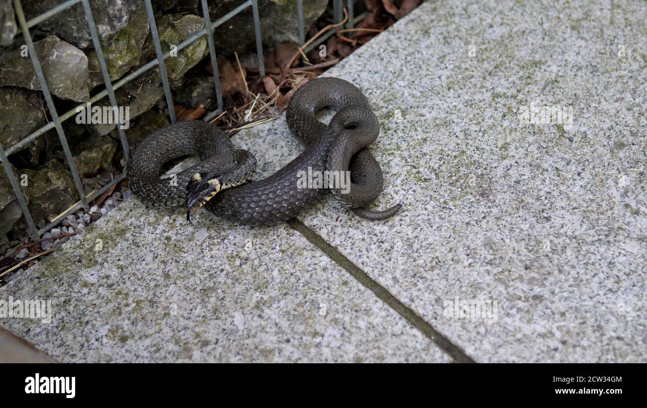 Snake cage hi-res stock photography and images - Alamy