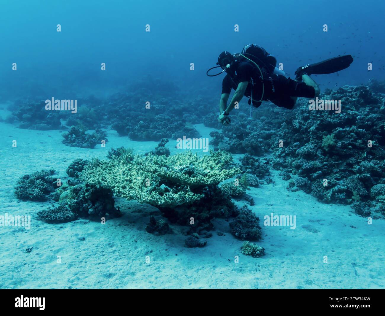Scuba divers diver underwater hi-res stock photography and images - Alamy