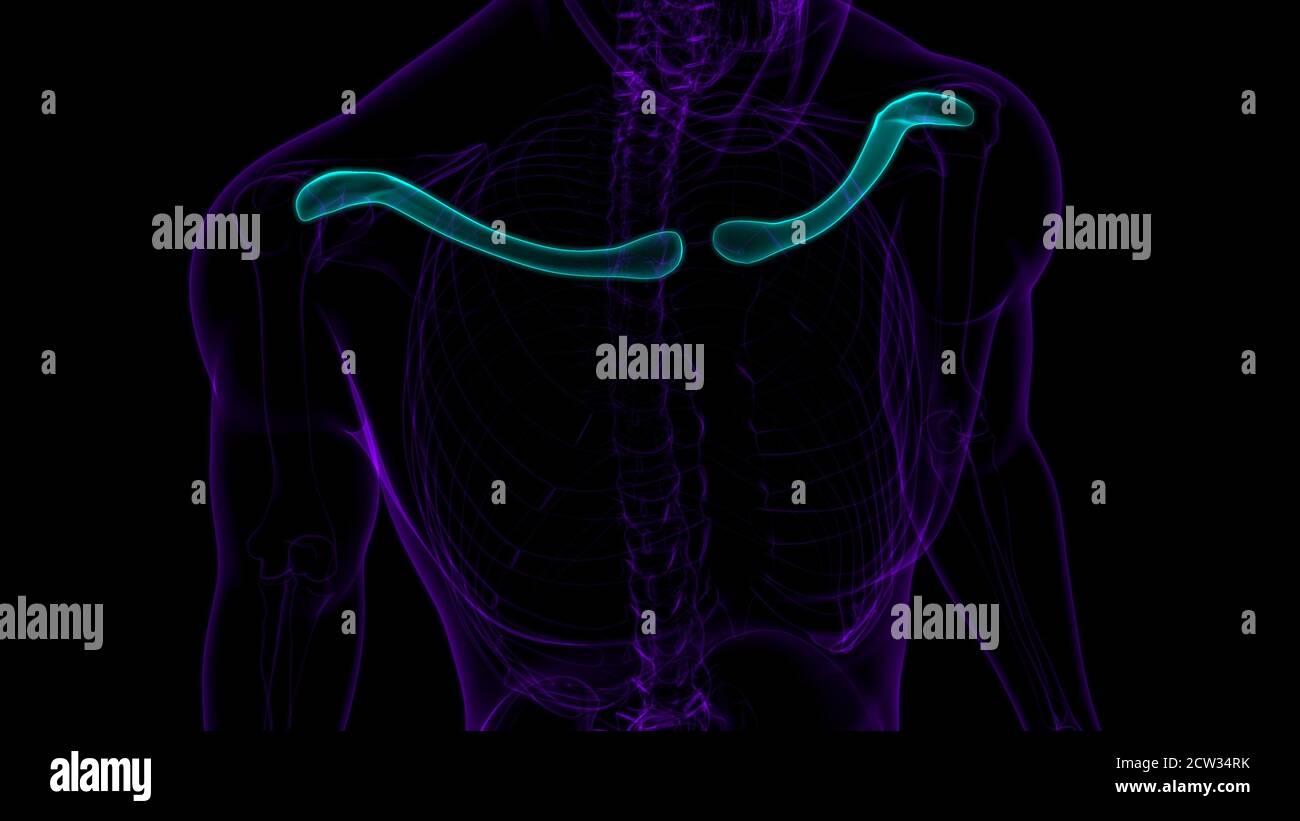Human skeleton anatomy Clavicle Bones 3D Rendering For Medical Concept ...