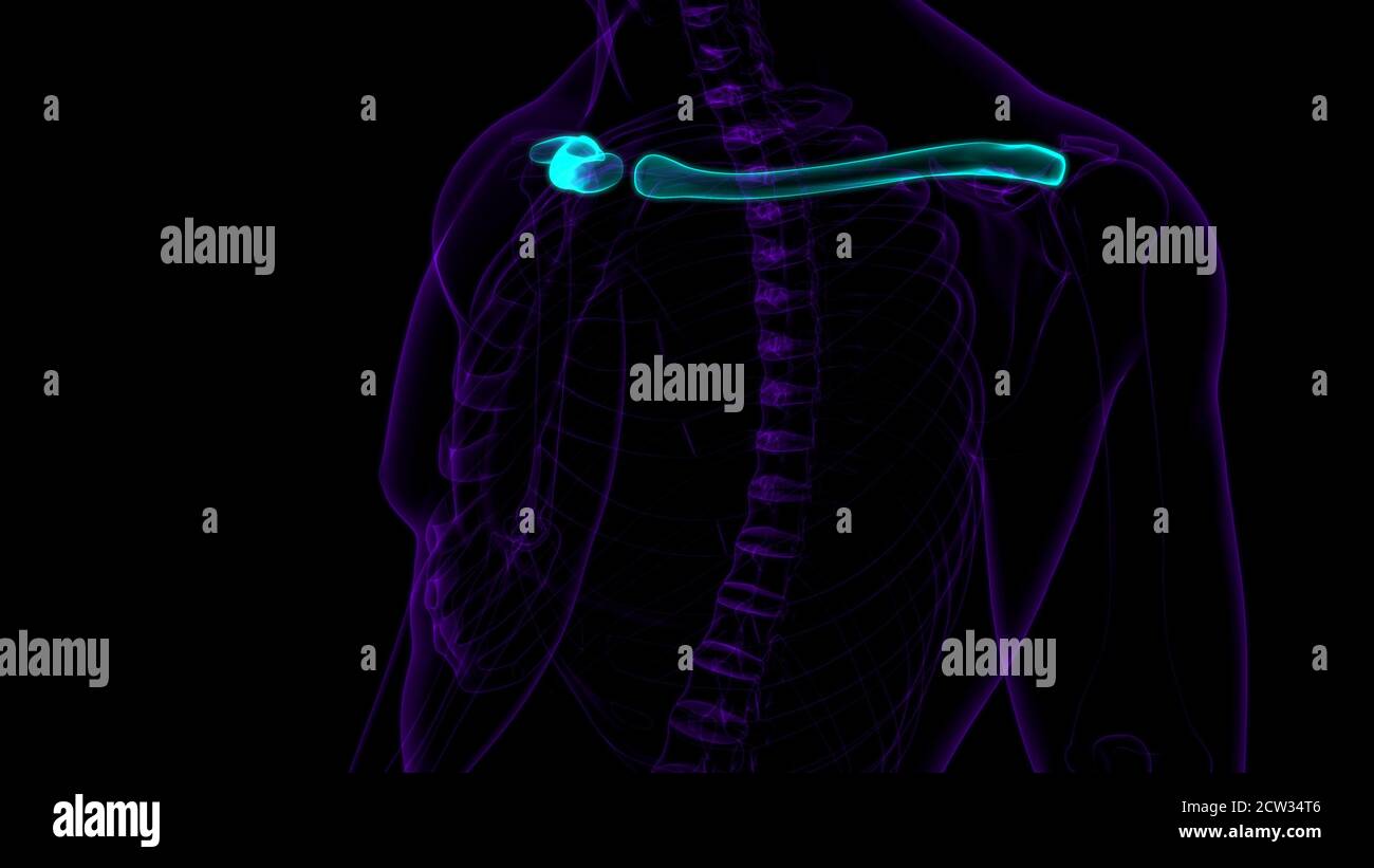 Human skeleton anatomy Clavicle Bones 3D Rendering For Medical Concept ...