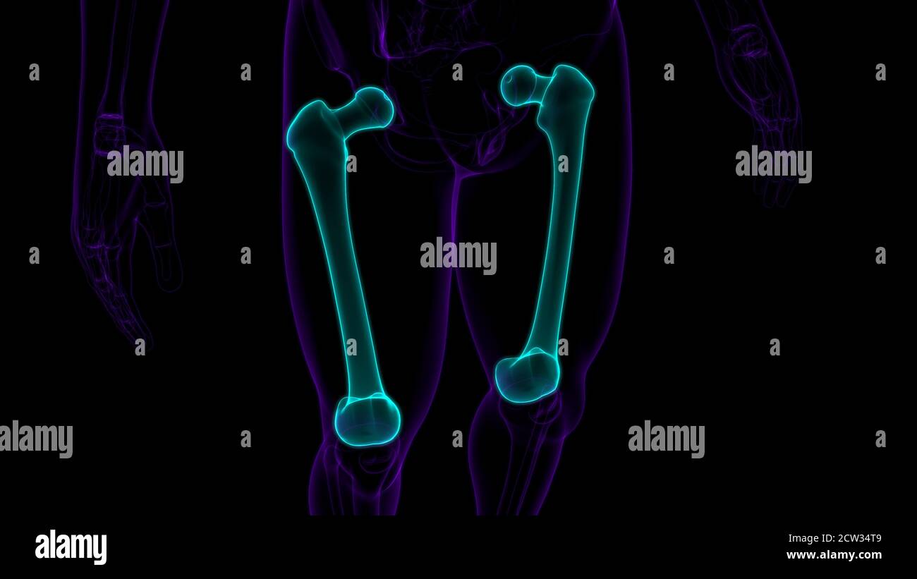 Human skeleton anatomy Femur Bone 3D Rendering For Medical Concept ...