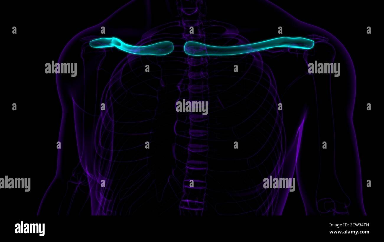 Human skeleton anatomy Clavicle Bones 3D Rendering For Medical Concept ...