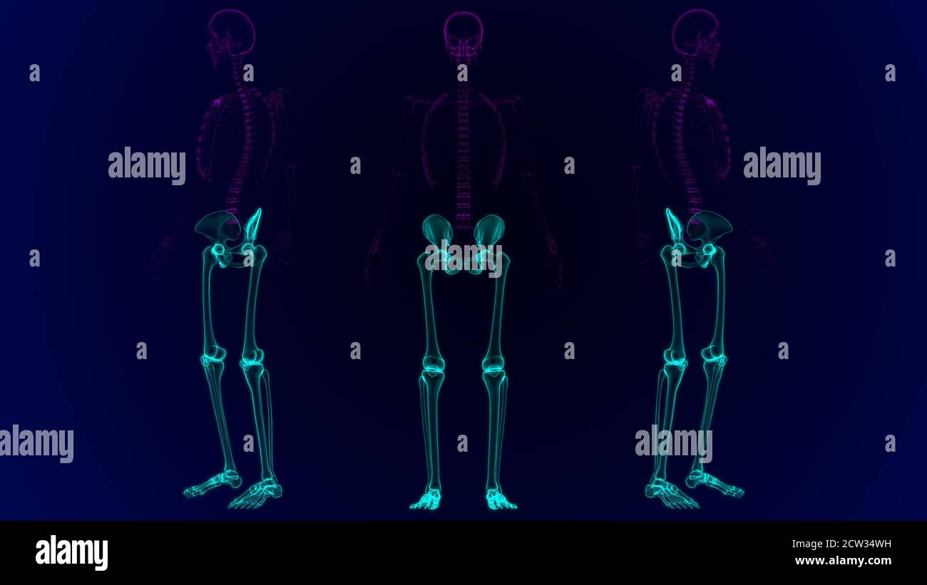 Human Skeleton Lower Limbs Anatomy 3D Illustration Stock Photo - Alamy