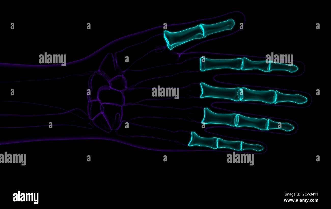 Human Skeleton Hand Phalanges Bone Anatomy For Medical Concept 3D ...