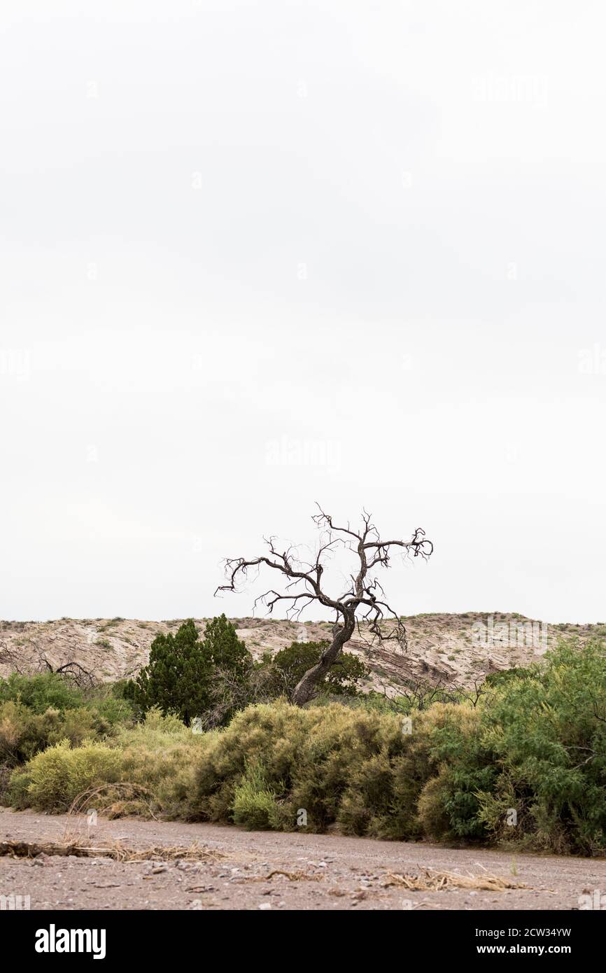 New Mexico, desolate desert landscape of a wonderful country Stock ...