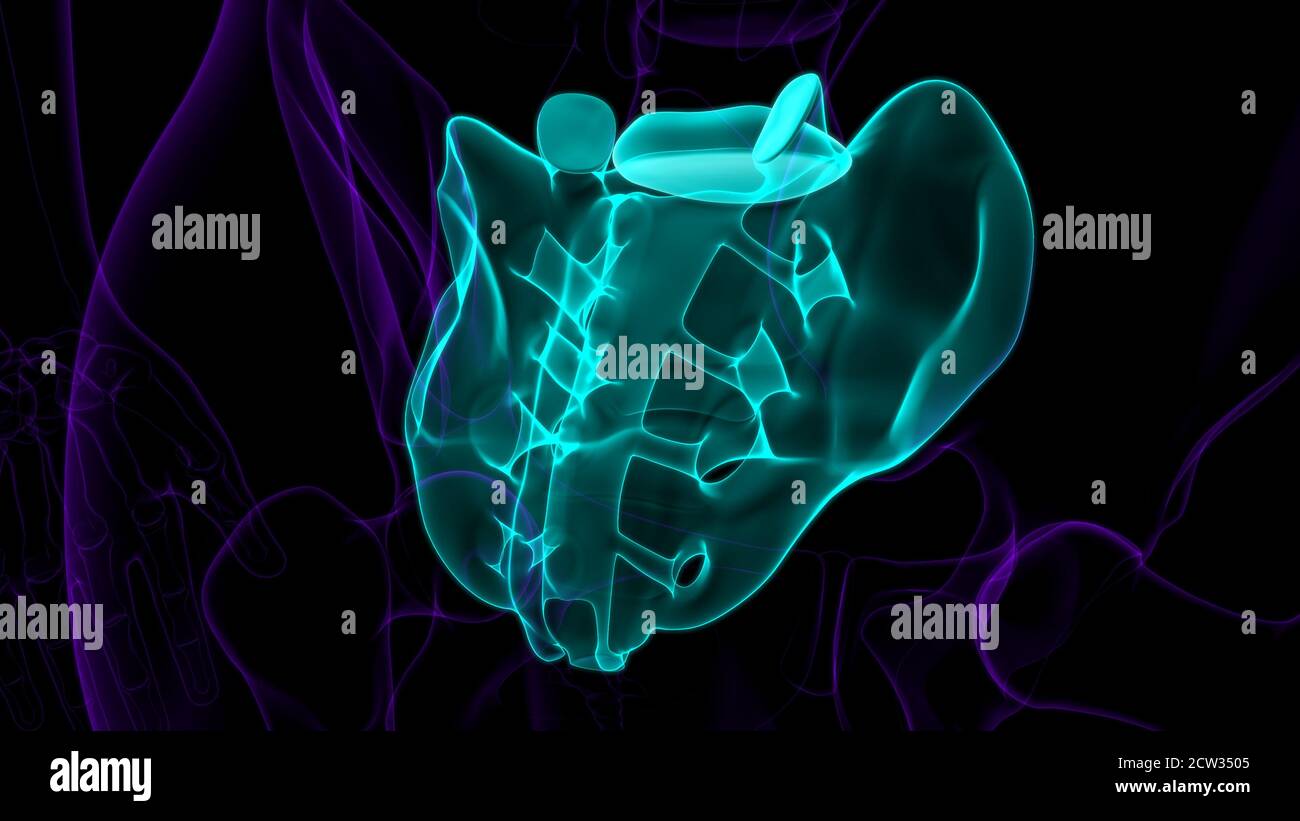 Human skeleton anatomy Sacral Bone 3D Rendering For Medical Concept ...