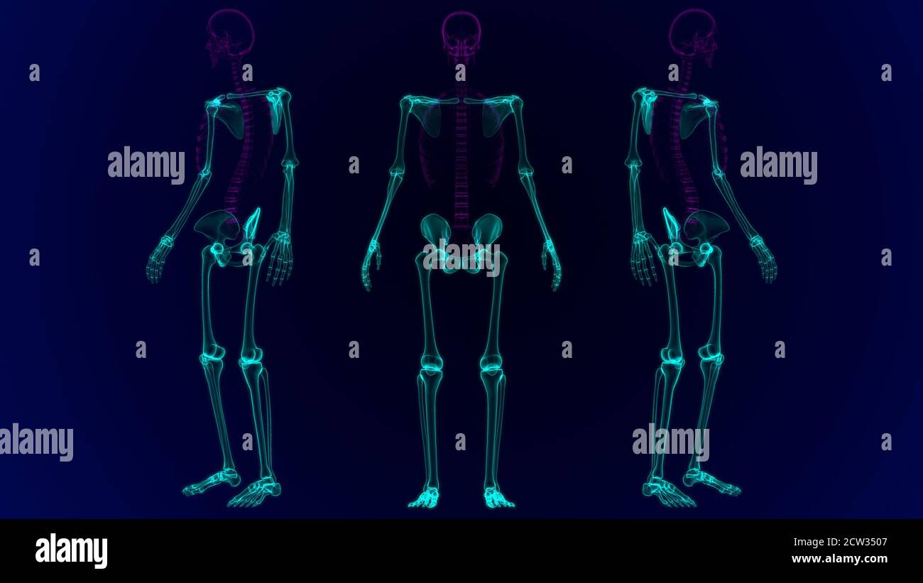 Human Skeleton Appendicular Skeleton Anatomy 3D Illustration Stock ...