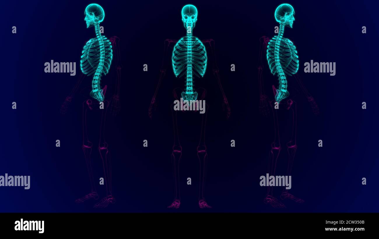 Human Skeleton Axial Skeleton Anatomy 3D Illustration Stock Photo - Alamy