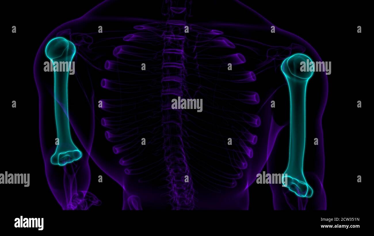 Human skeleton anatomy Humerus Bone 3D Rendering For Medical Concept ...