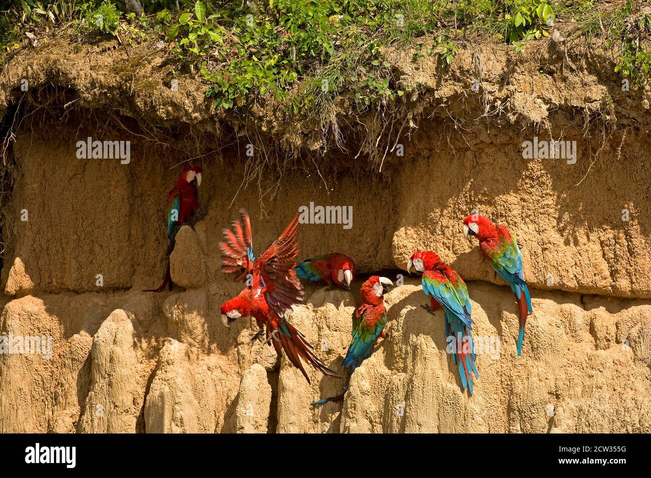 Red-and-Green Macaw, ara chloroptera, Group eating Clay, Cliff at Manu ...