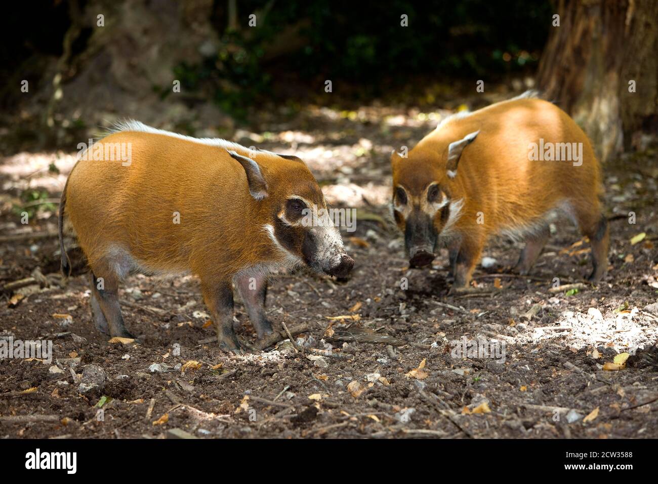 Red River Hog or Bush Pig, potamochoerus porcus, Adults Stock Photo - Alamy