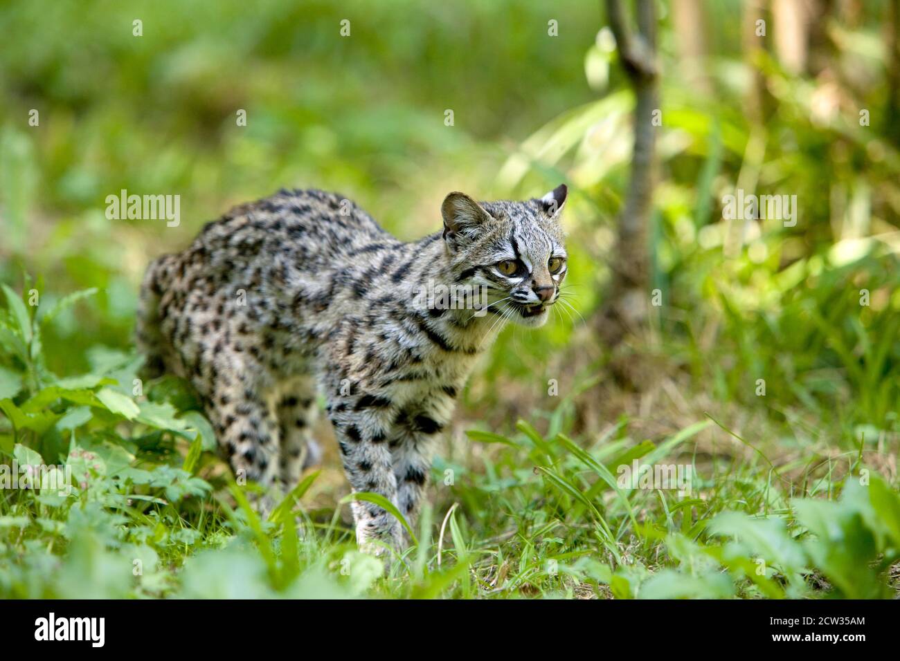 Leopardus tigrinus hi-res stock photography and images - Alamy