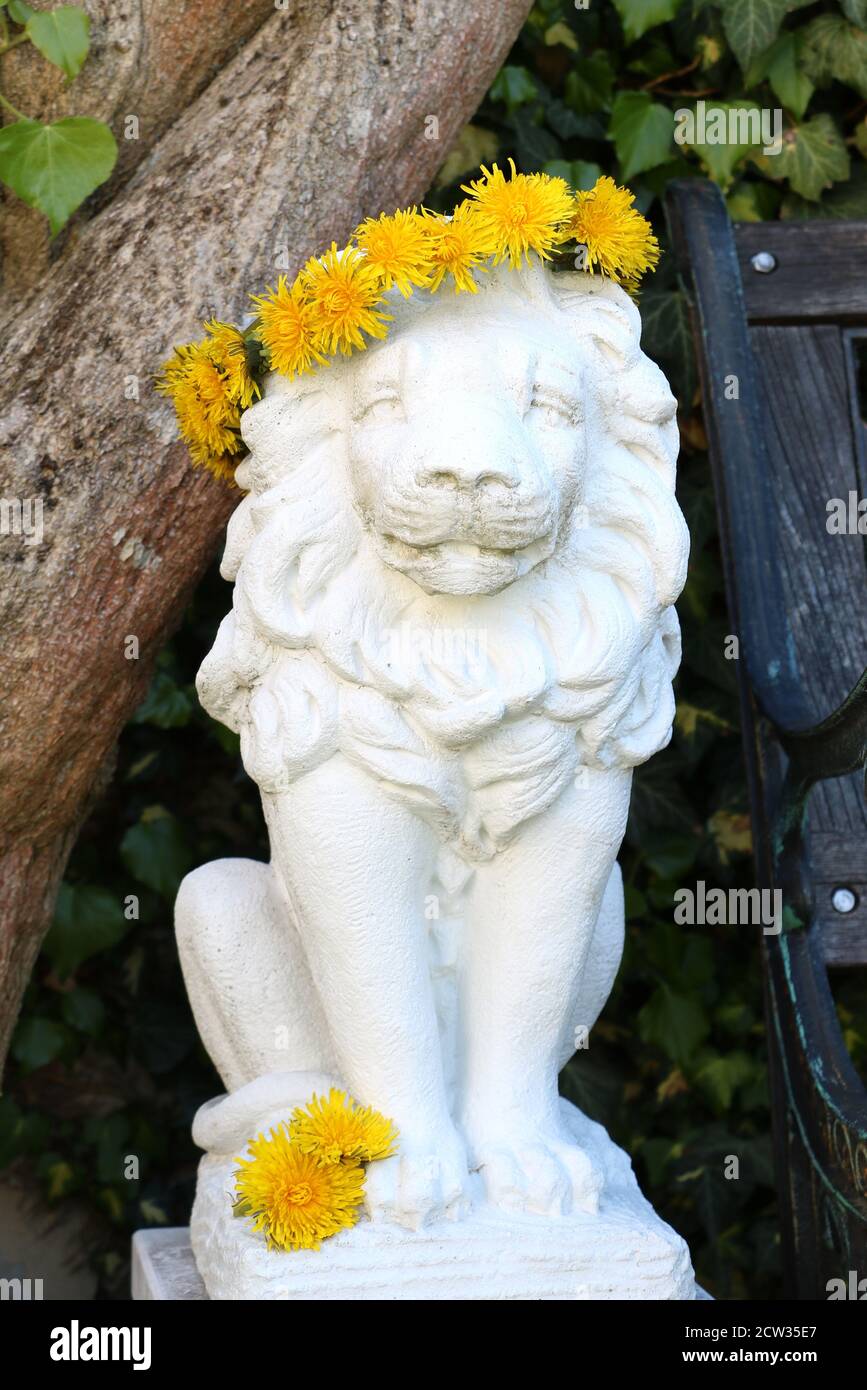 Lion flower hi-res stock photography and images - Alamy
