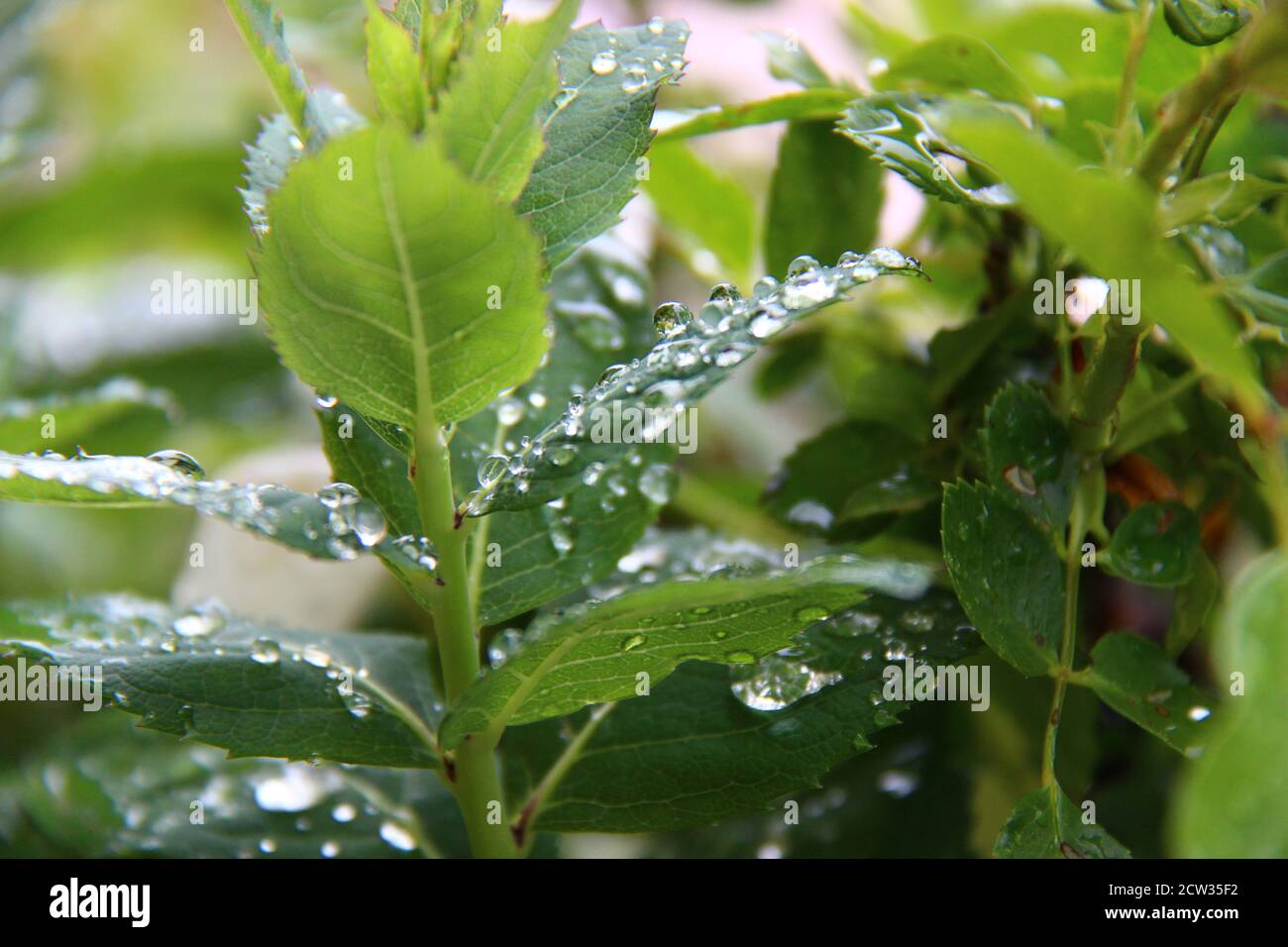 Attenzione acqua hi-res stock photography and images - Alamy