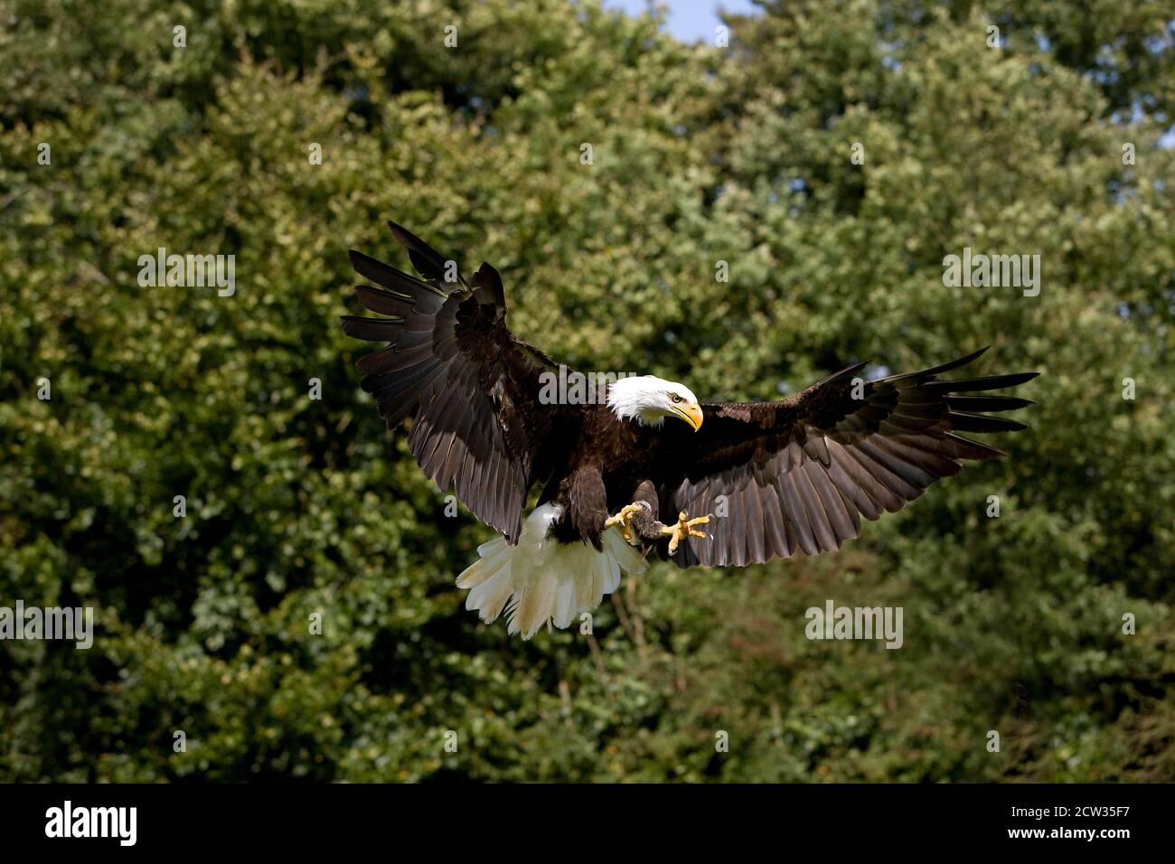 Bald Eagle, haliaeetus leucocephalus, Adult in Flight Stock Photo - Alamy