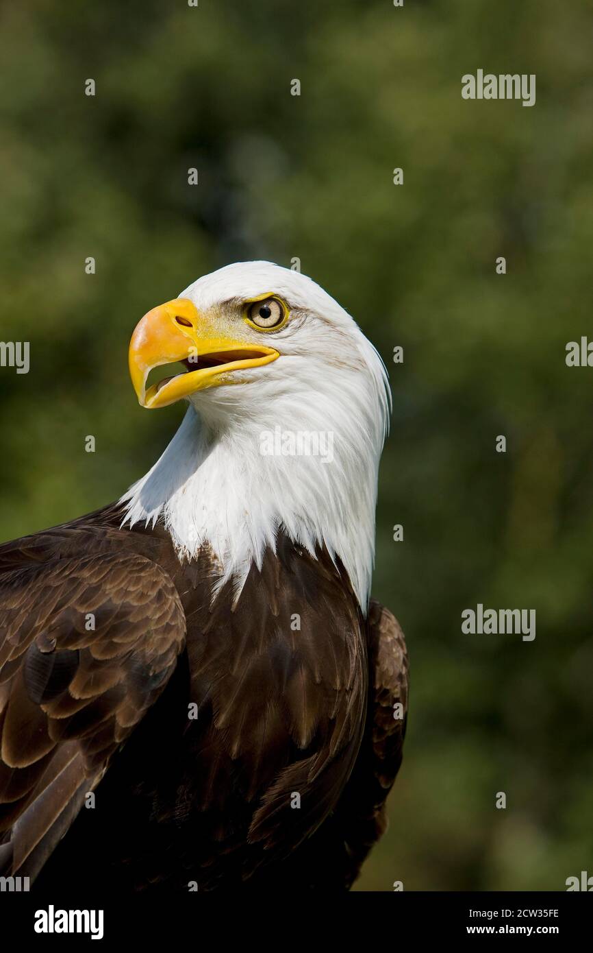 Bald Eagle, haliaeetus leucocephalus, Portrait of Adult Stock Photo - Alamy