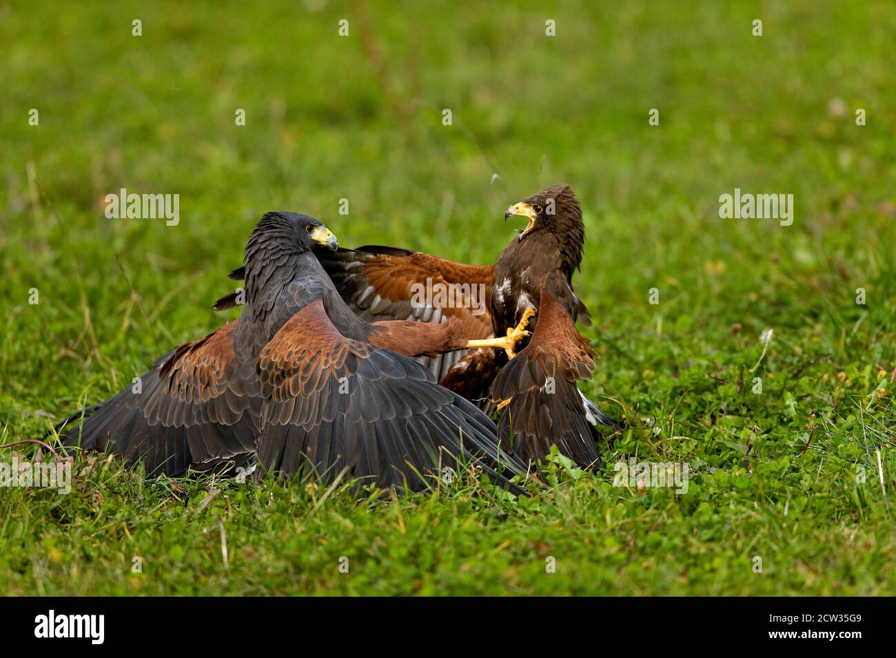 Harris Hawk, parabuteo unicinctus, Adults Fighting Stock Photo - Alamy