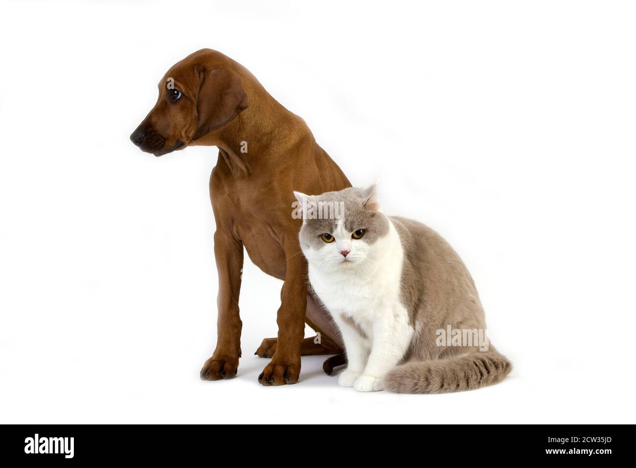 Lilac and White British Shorthair Domestic Cat with Rhodesian Ridgeback ...