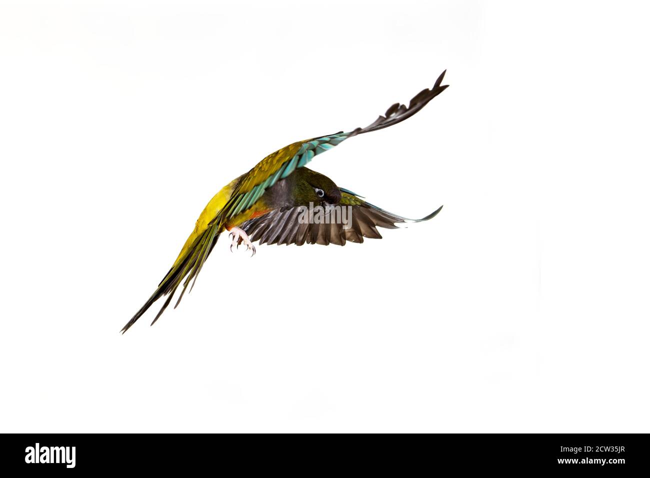 Patagonian Conure or Burrowing Parakeet, cyanoliseus patagonus, Adult ...