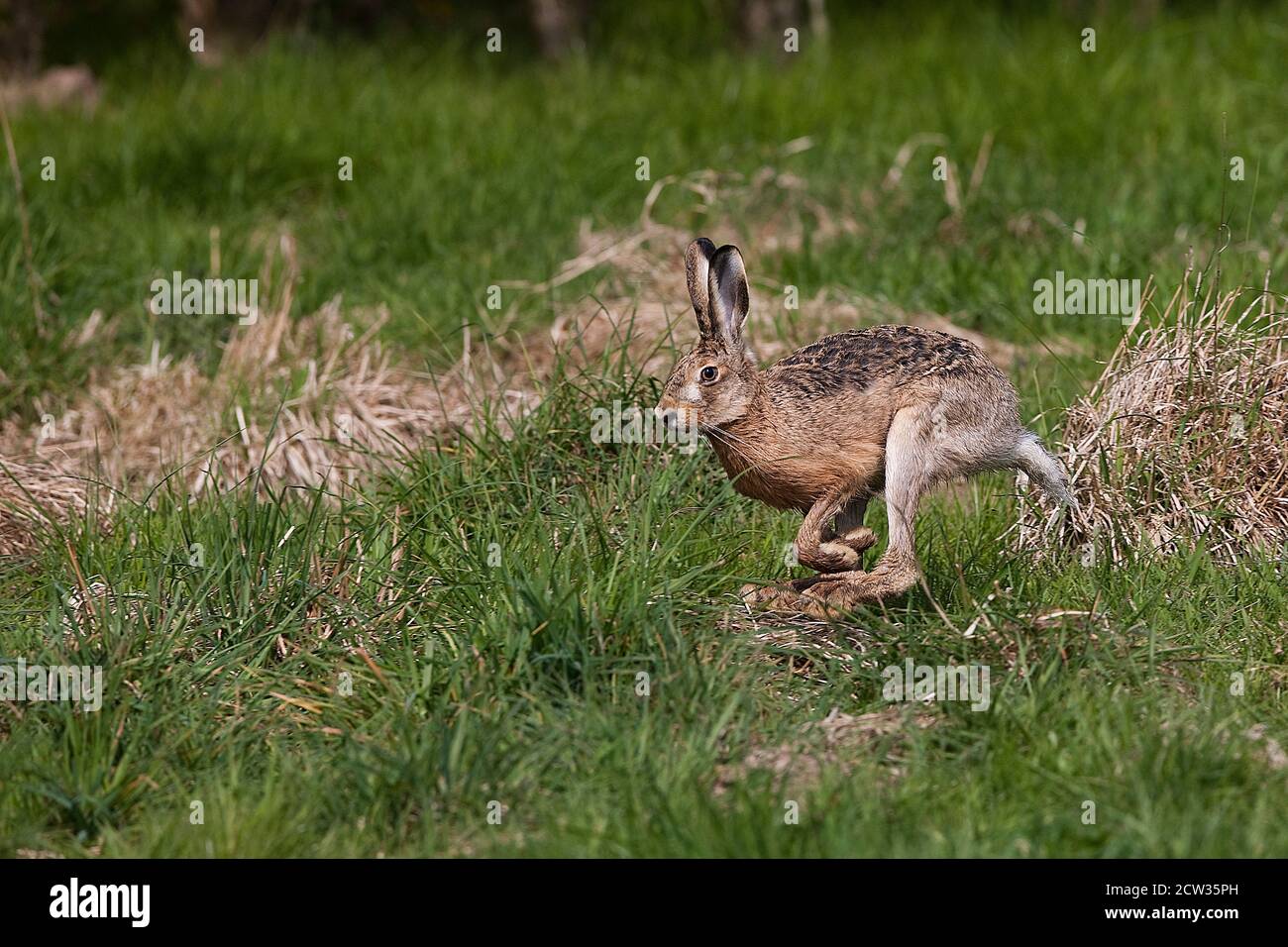 European Brown Hare, lepus europaeus, Adult running on Grass, Normandy ...