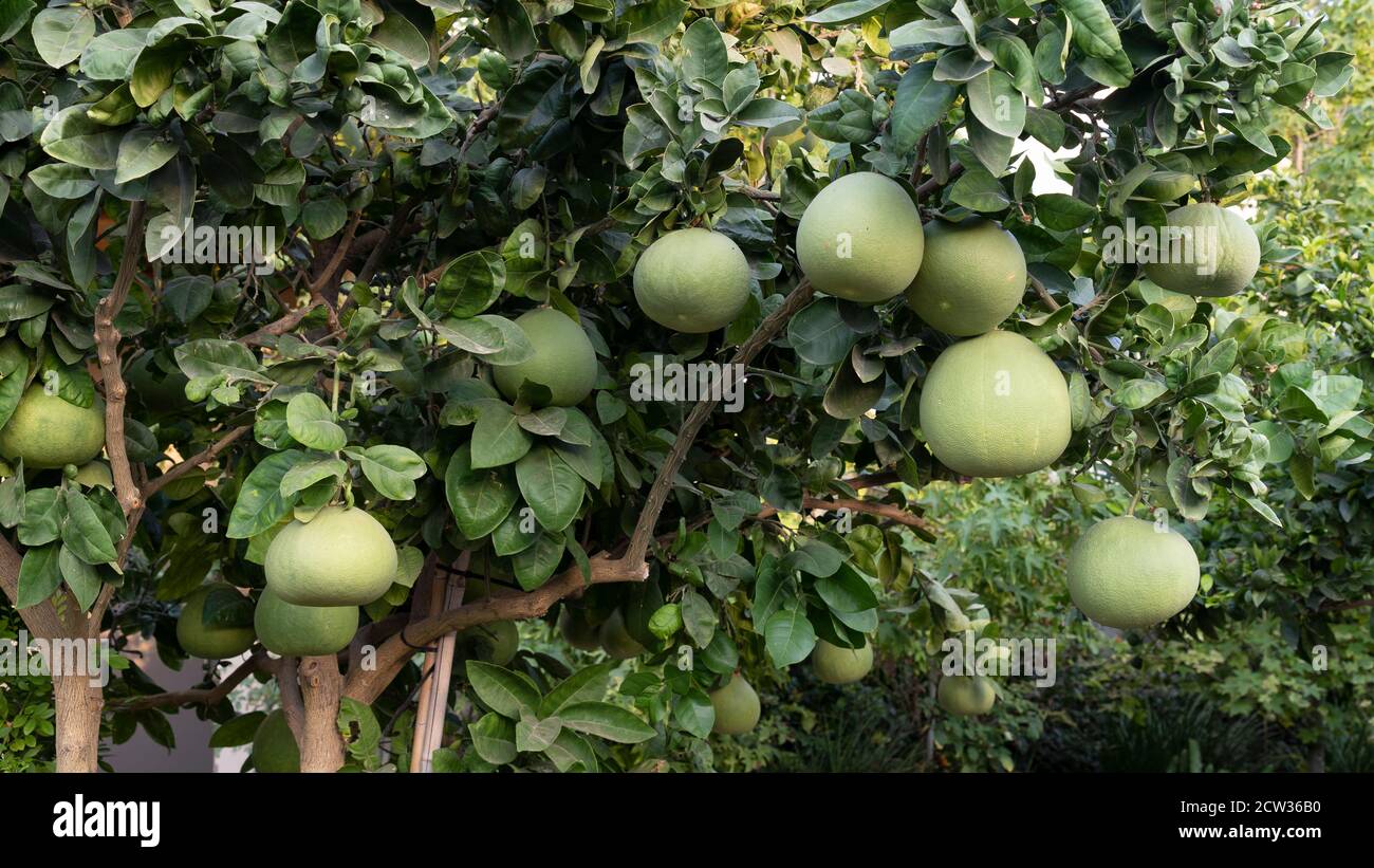 Ripening fruits of the pomelo hi-res stock photography and images - Alamy