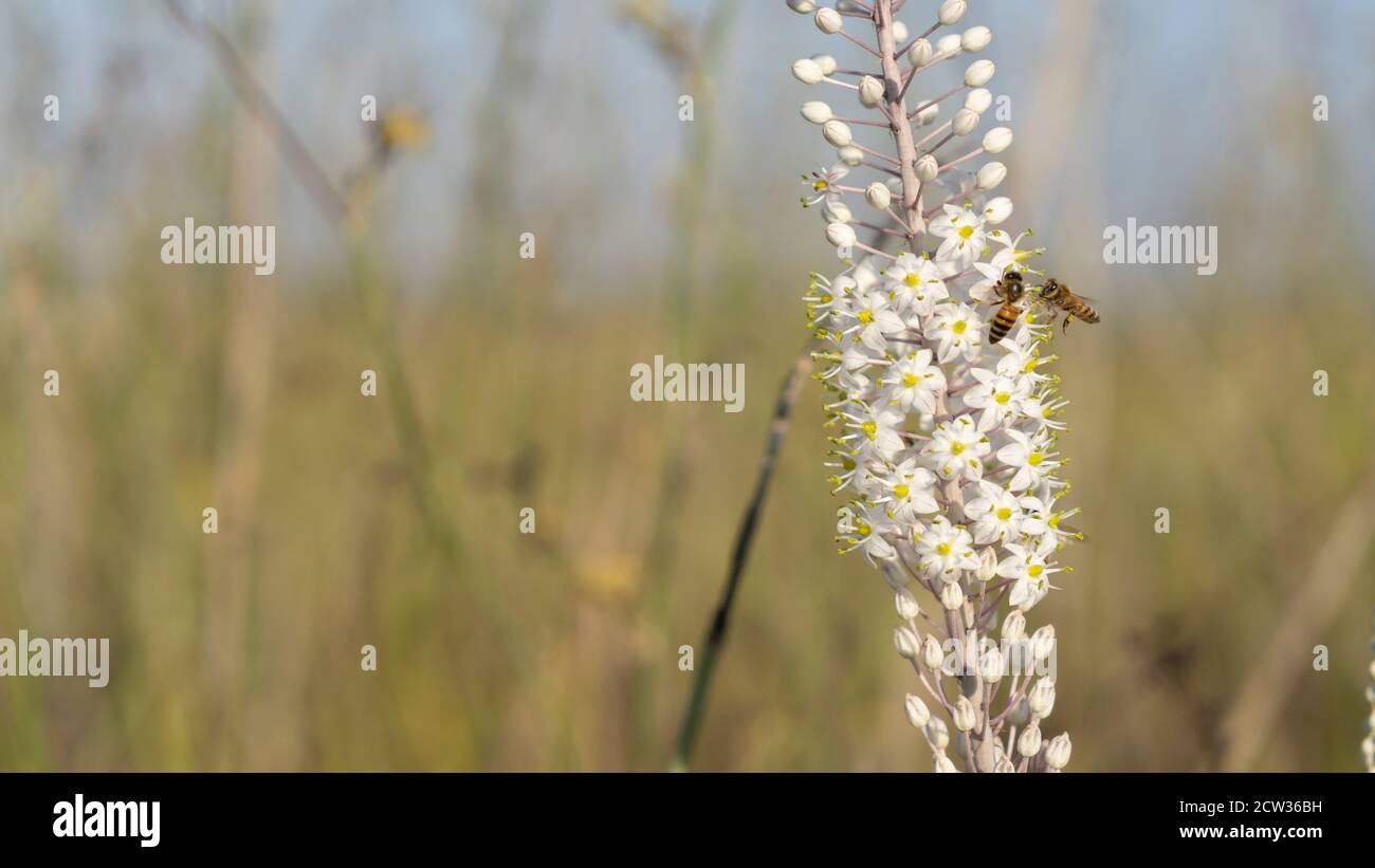 Wild Squill with lots of bees Stock Photo - Alamy