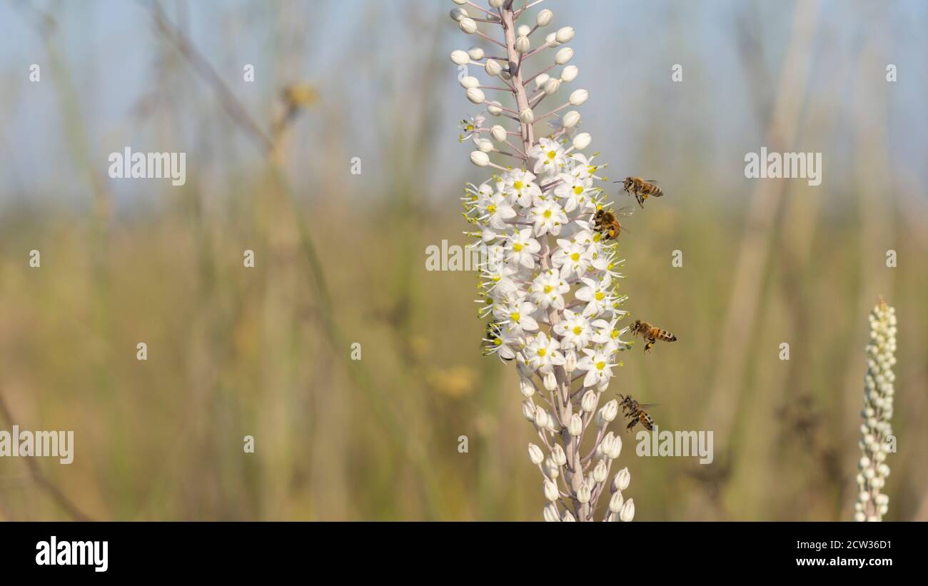 Tall white squill hi-res stock photography and images - Alamy