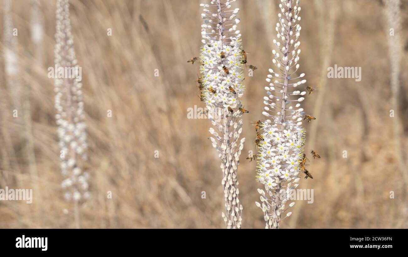 Tall white squill hi-res stock photography and images - Alamy