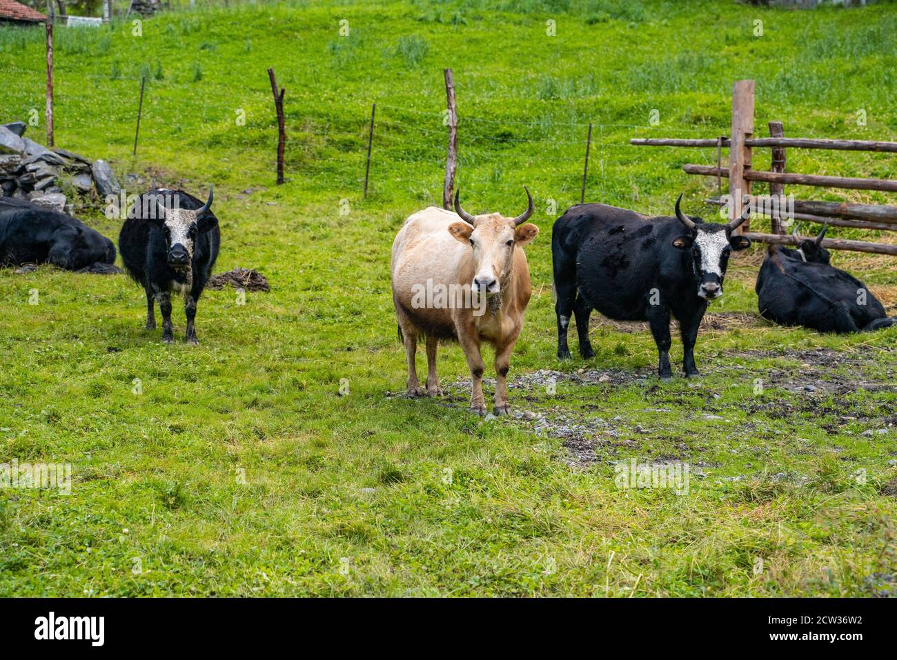 Yaks in a Tibetan ranch, in Sichuan, China Stock Photo - Alamy