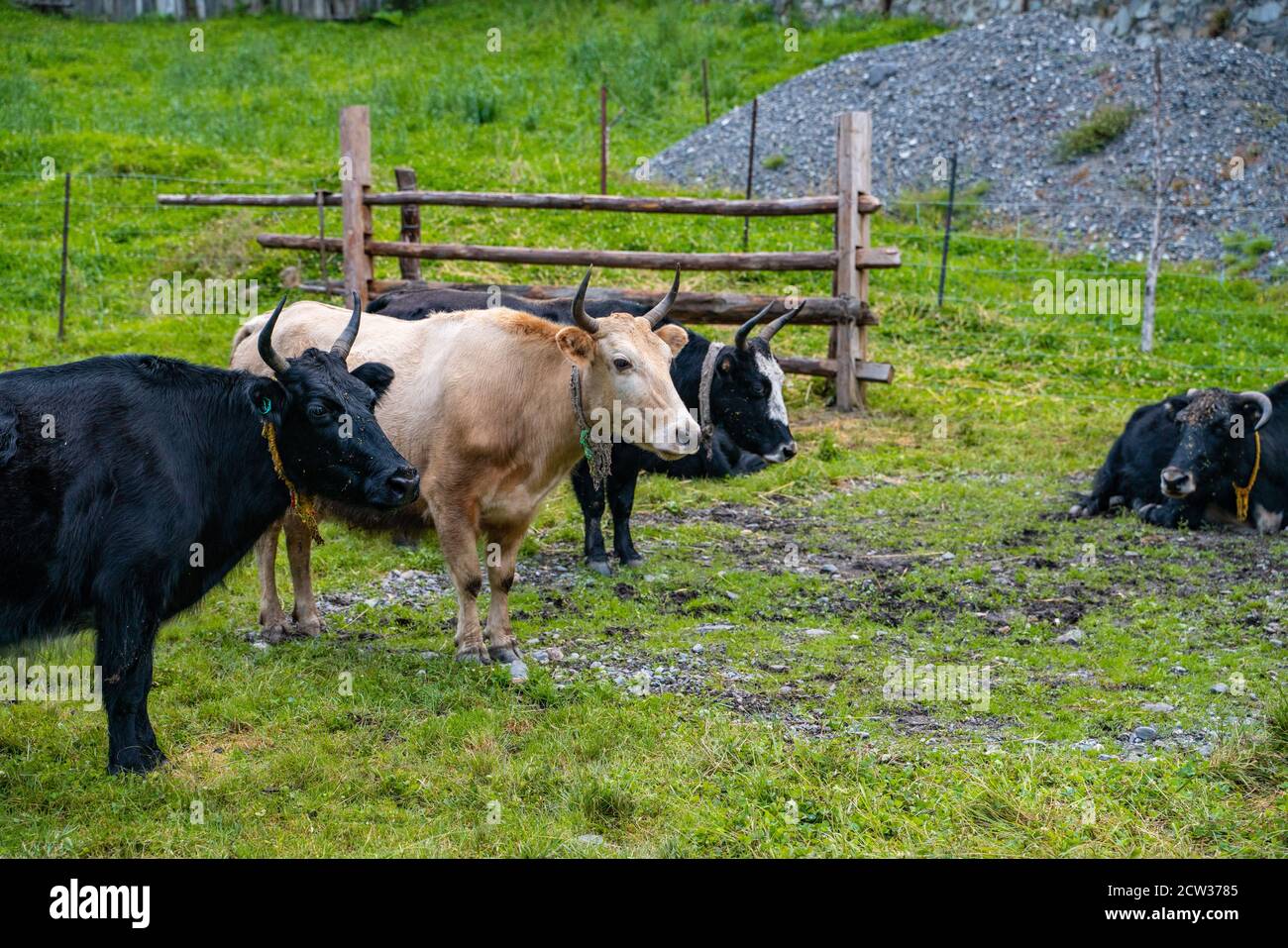Yaks in a Tibetan ranch, in Sichuan, China Stock Photo - Alamy