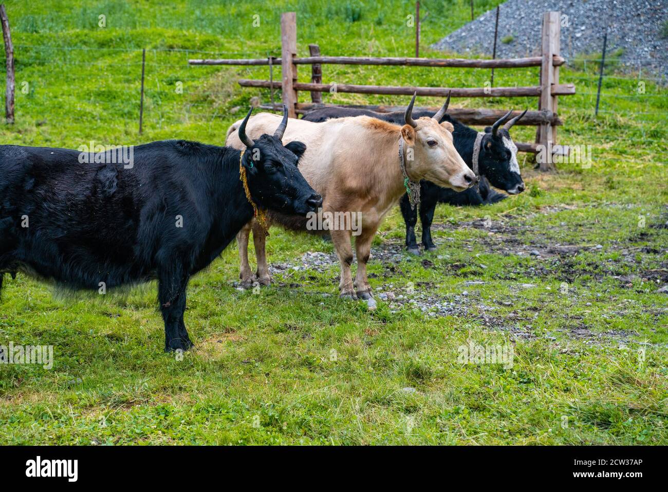 Yaks in a Tibetan ranch, in Sichuan, China Stock Photo - Alamy