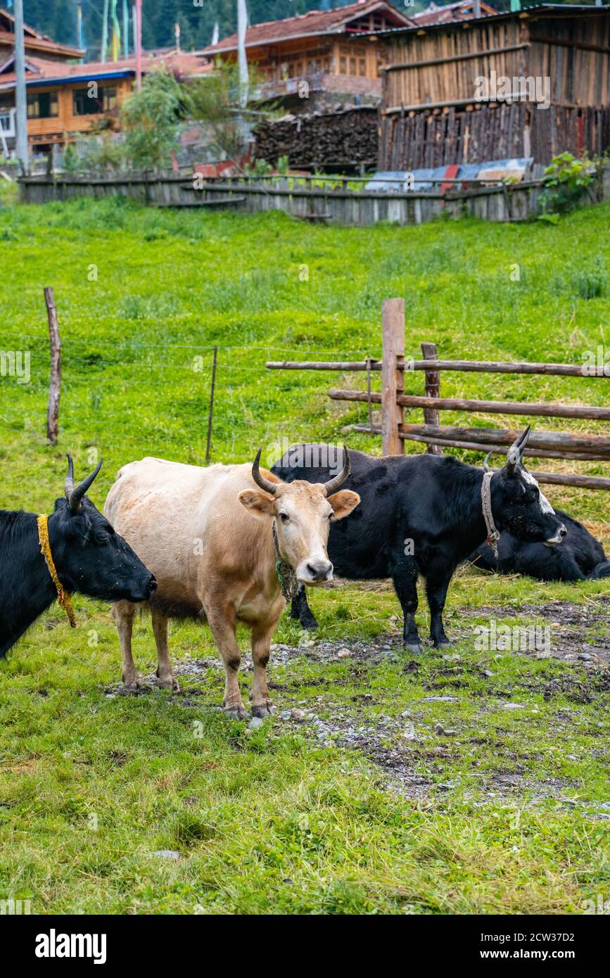 Yaks in a Tibetan ranch, in Sichuan, China Stock Photo - Alamy