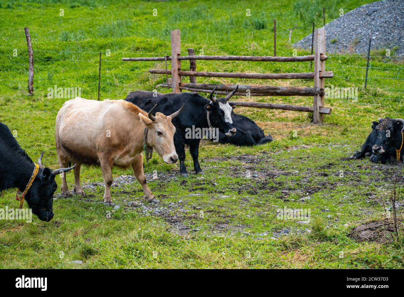 Yaks in a Tibetan ranch, in Sichuan, China Stock Photo - Alamy