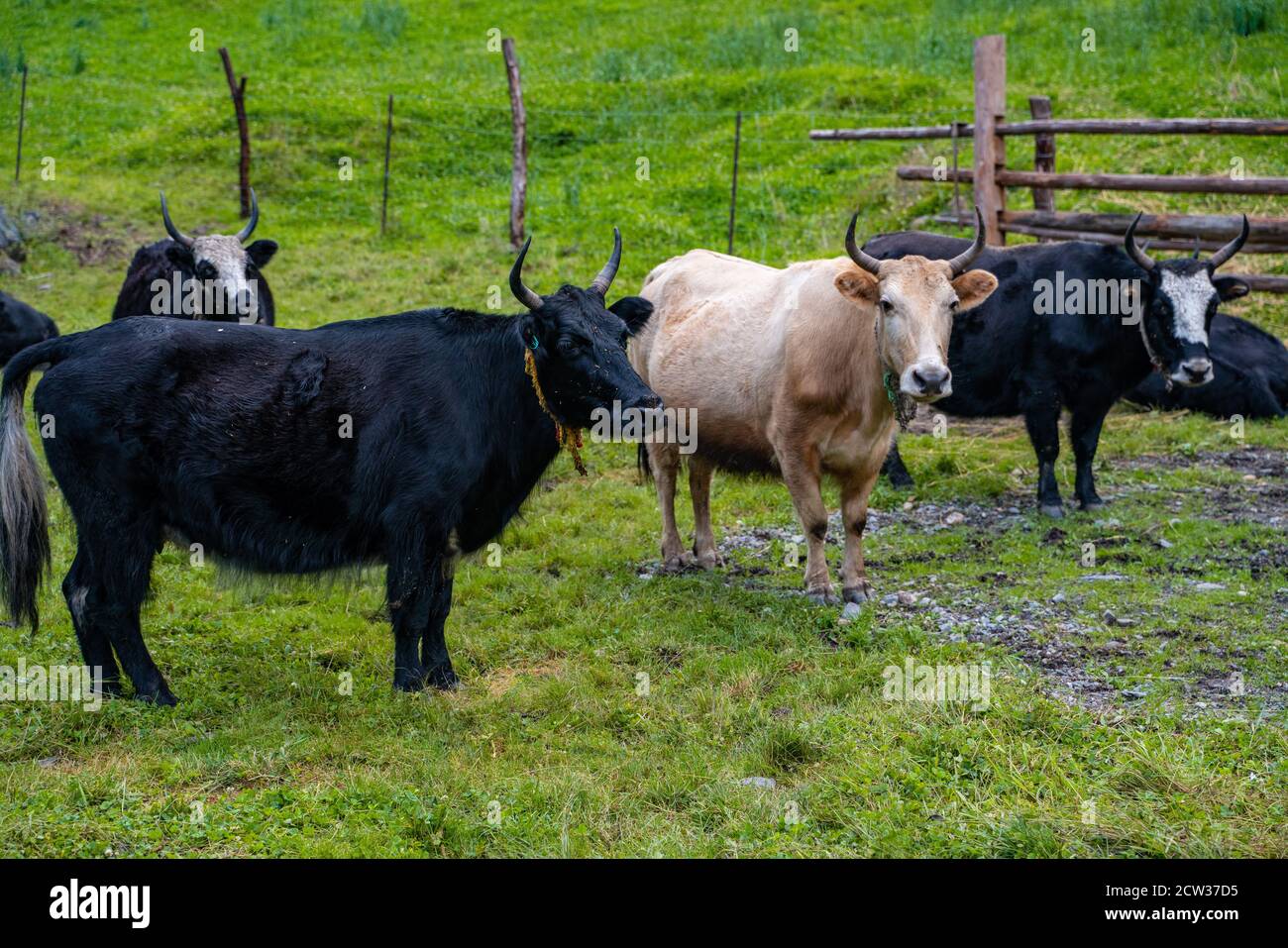 Yaks in a Tibetan ranch, in Sichuan, China Stock Photo - Alamy