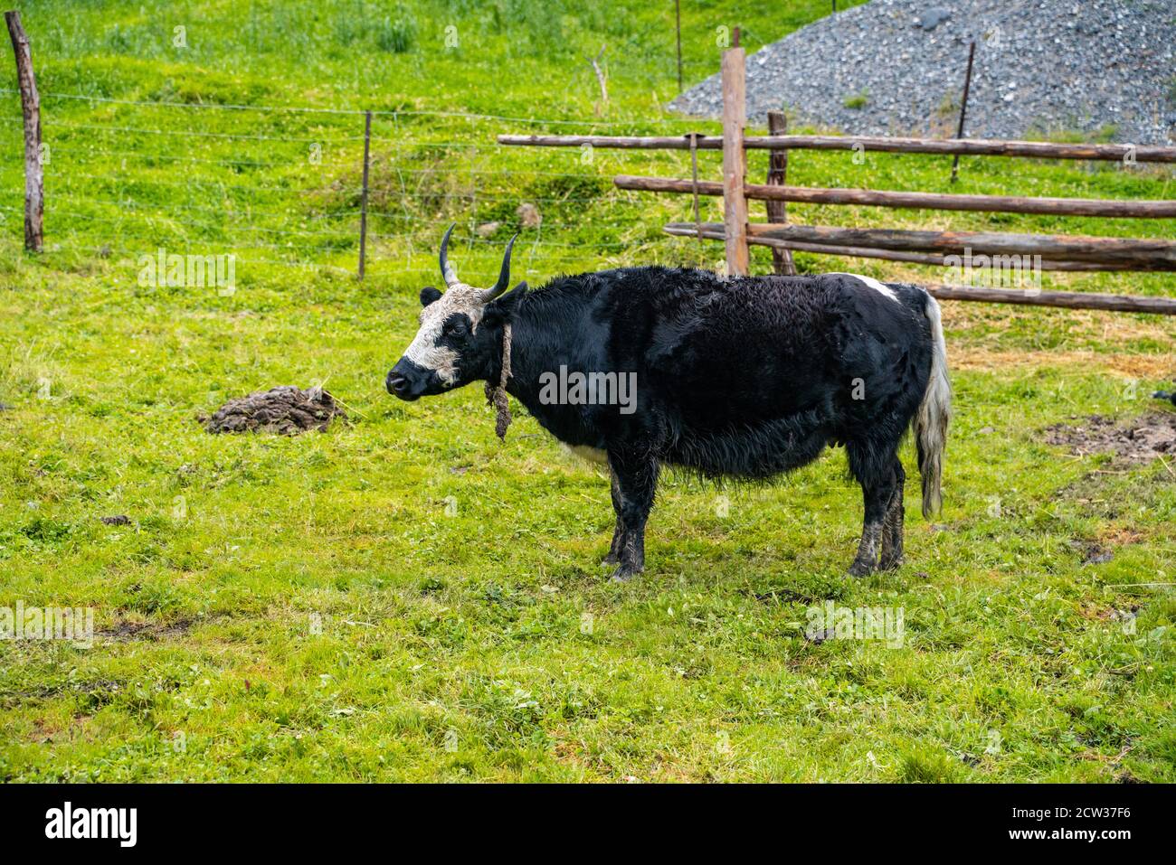 Yaks in a Tibetan ranch, in Sichuan, China Stock Photo - Alamy