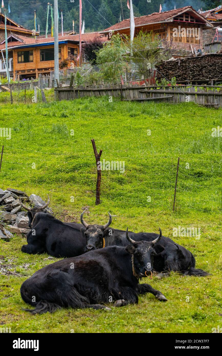Yaks in a Tibetan ranch, in Sichuan, China Stock Photo - Alamy