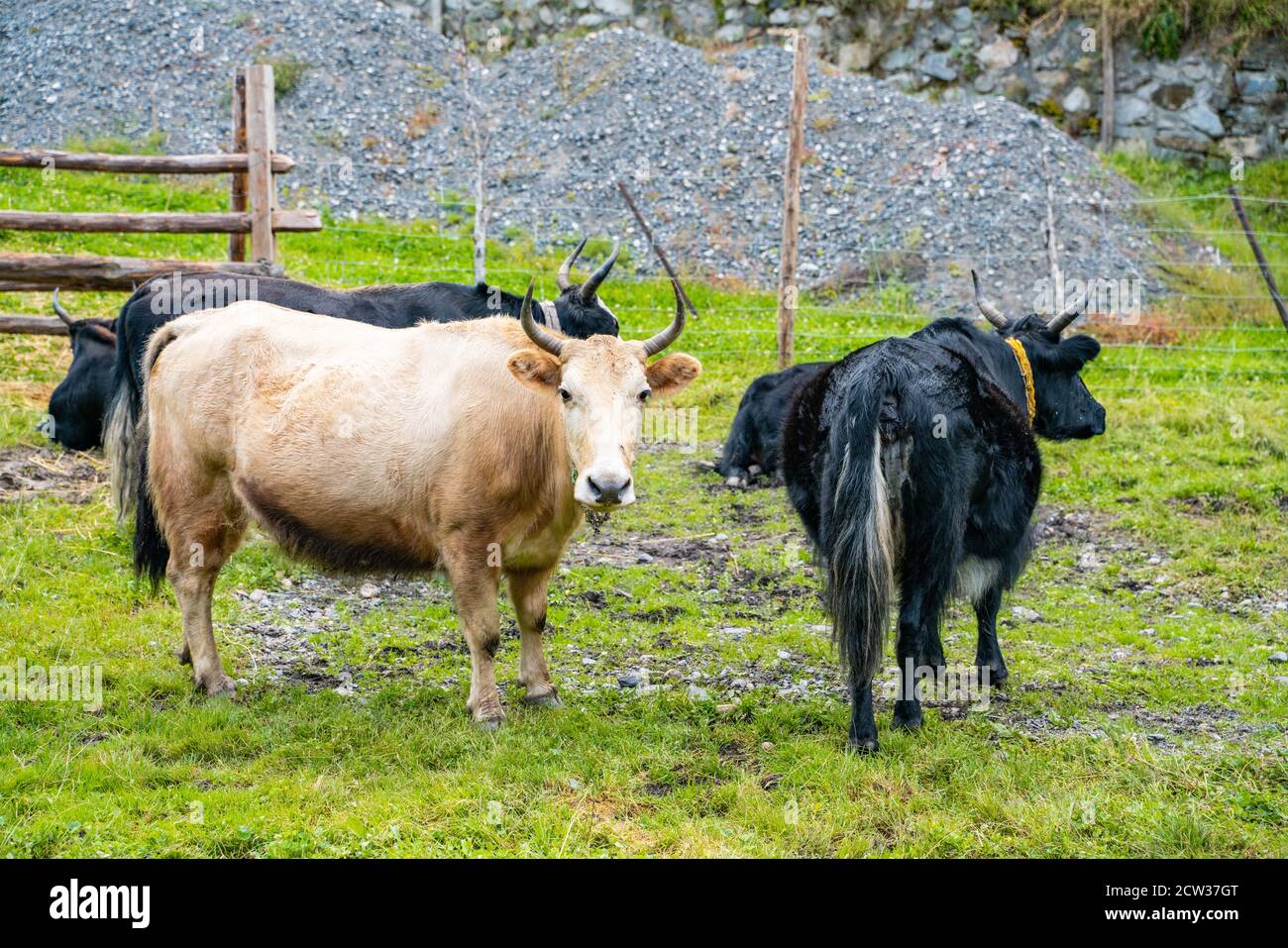 Yaks in a Tibetan ranch, in Sichuan, China Stock Photo - Alamy