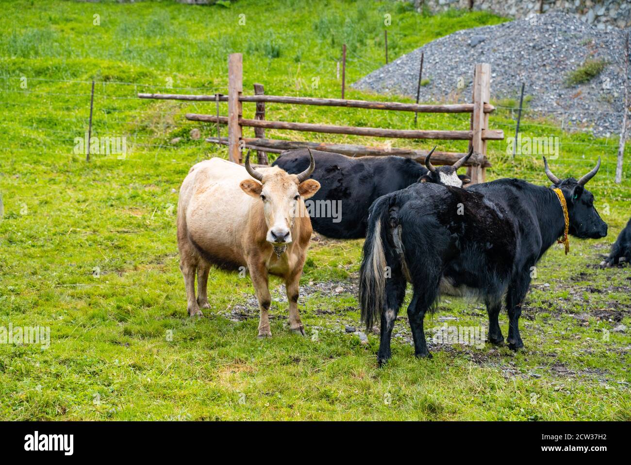 Yaks in a Tibetan ranch, in Sichuan, China Stock Photo - Alamy