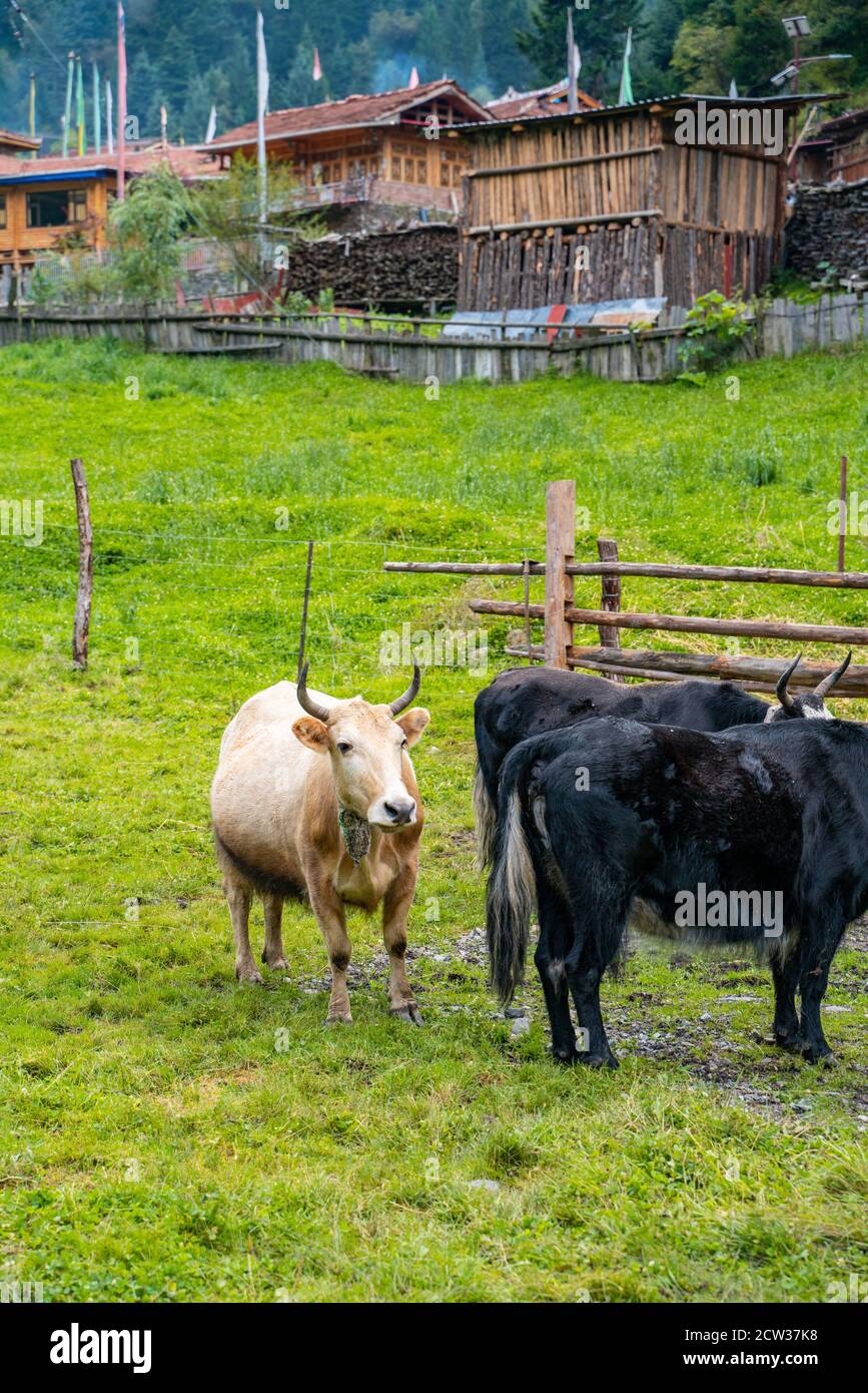 Yaks in a Tibetan ranch, in Sichuan, China Stock Photo - Alamy