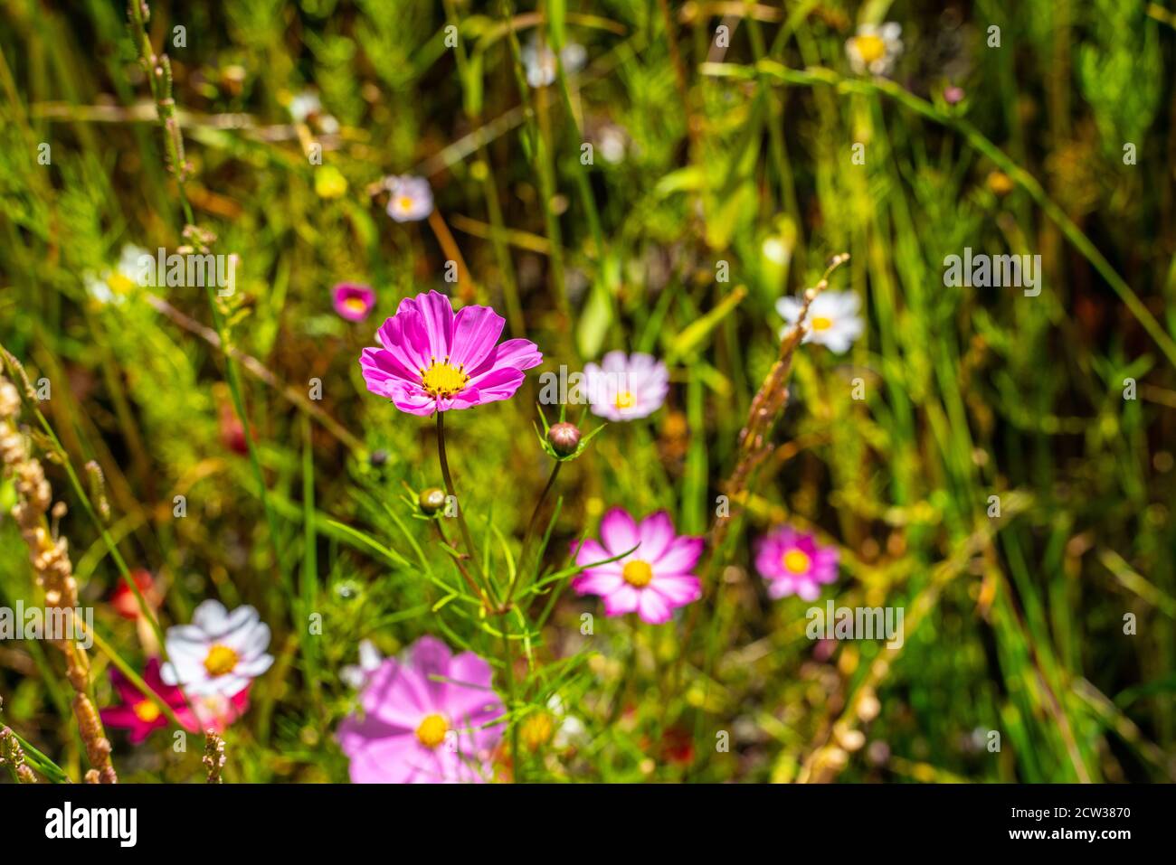 Galsang hi-res stock photography and images - Alamy