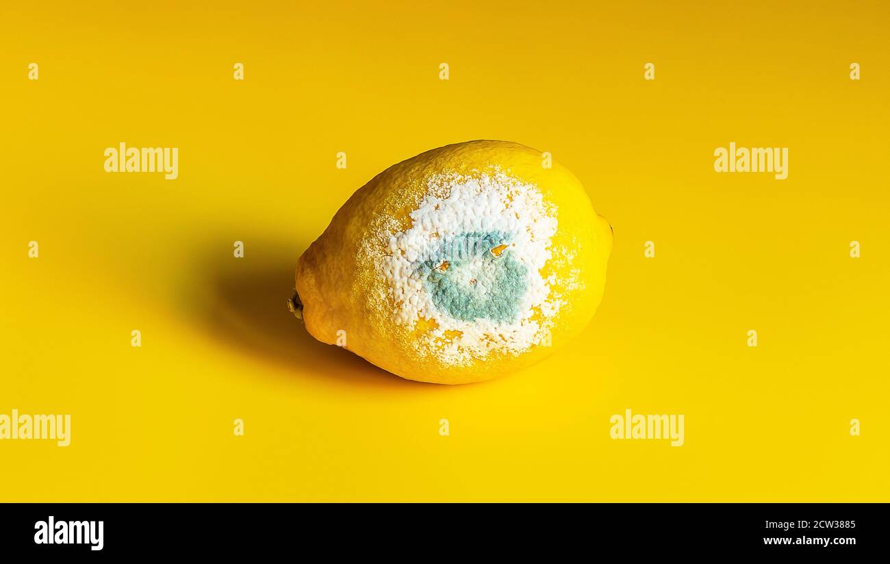 Yellow spoiled lemon with mold on a yellow background Stock Photo - Alamy