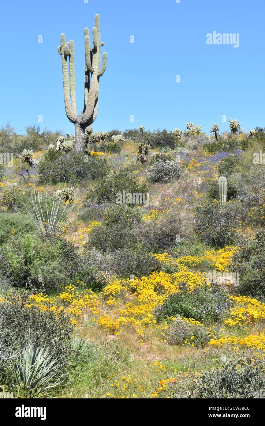 Vertical shot of the giant cacti during the daytime Stock Photo - Alamy