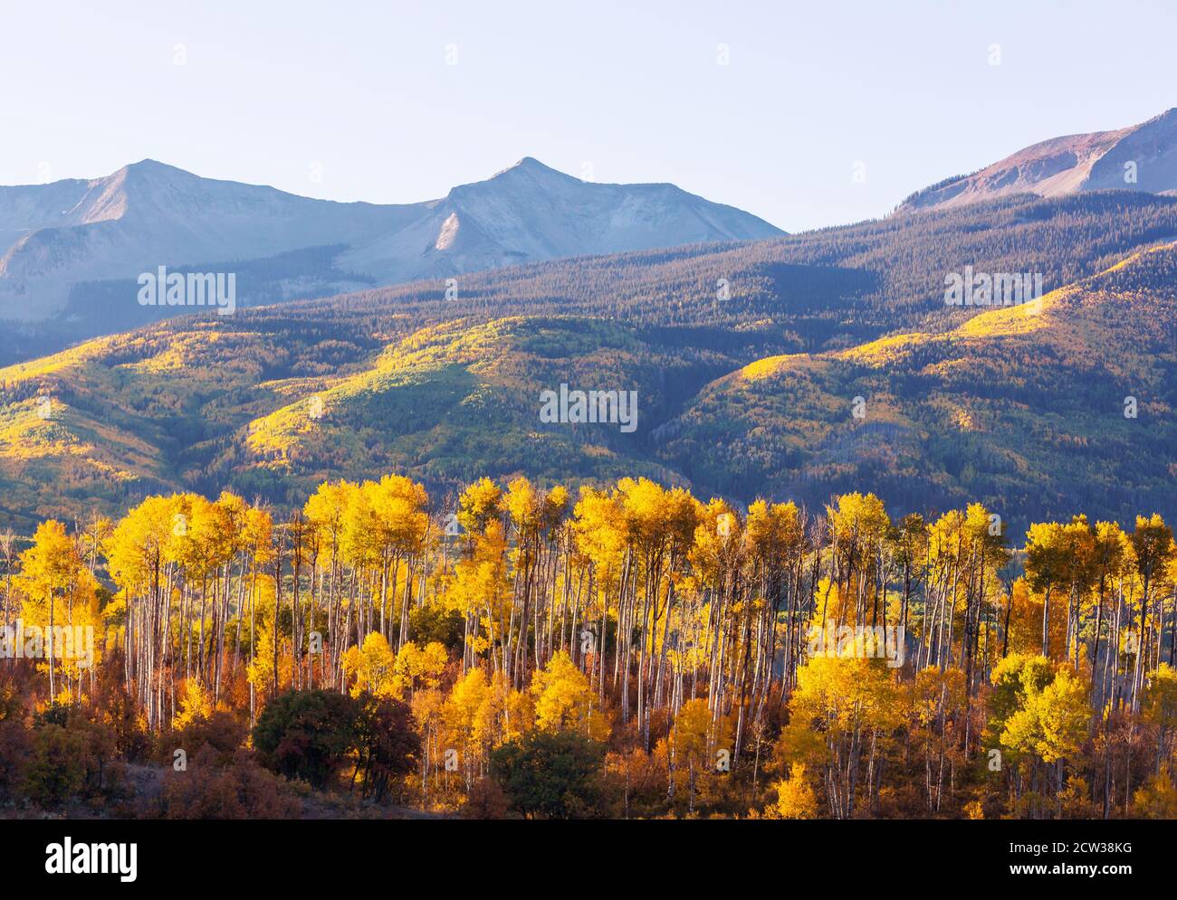 Colorful yellow autumn in Colorado, United States. Fall season Stock ...